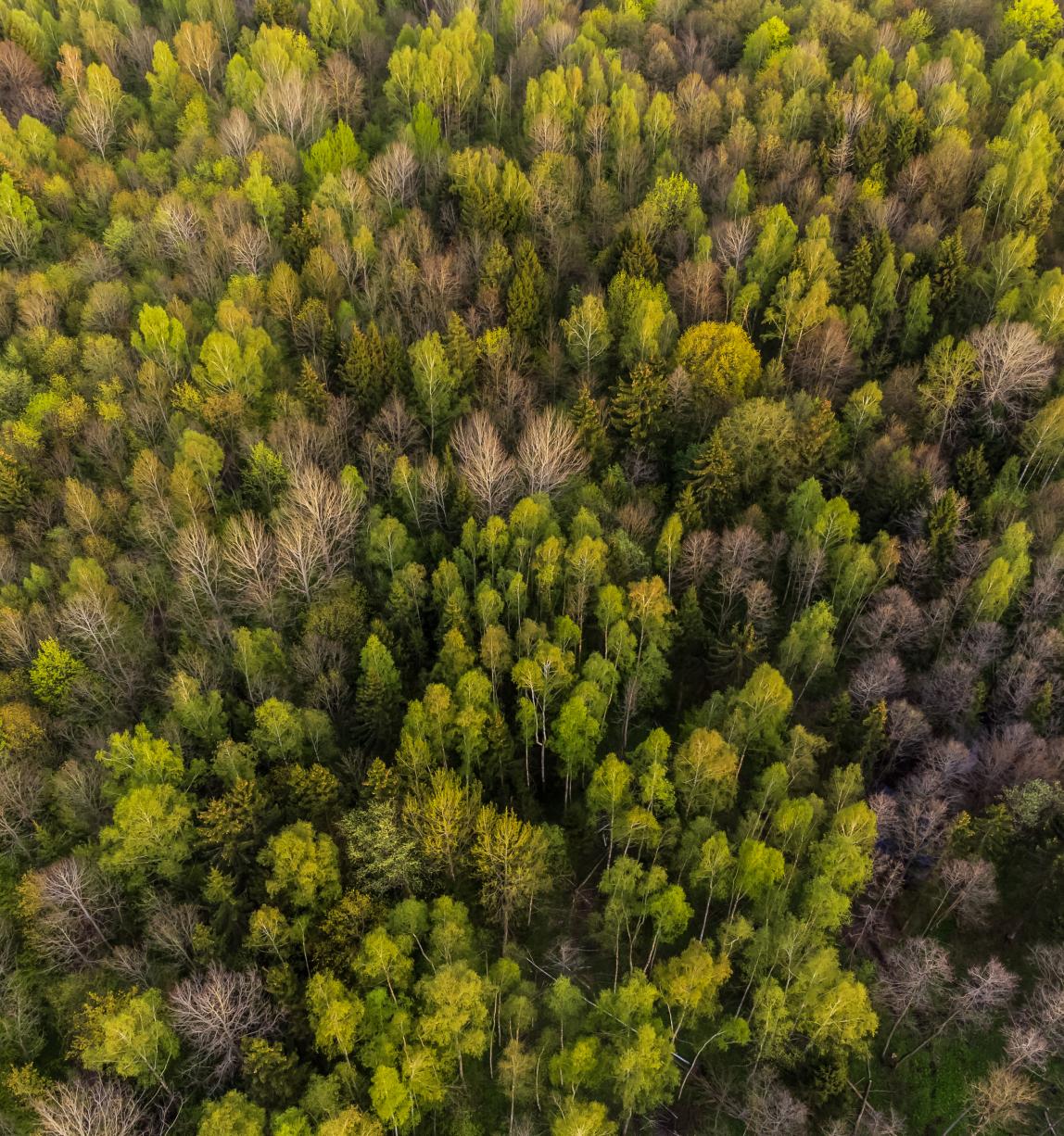 Gestion forestière : outils pratiques pour des forêts en bonne santé | Forest Stewardship Council